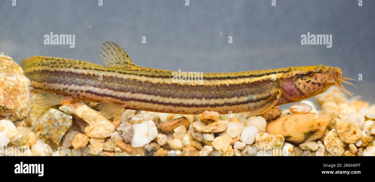 The weatherfish (Misgurnus fossilis) in natural underwater habitat ...