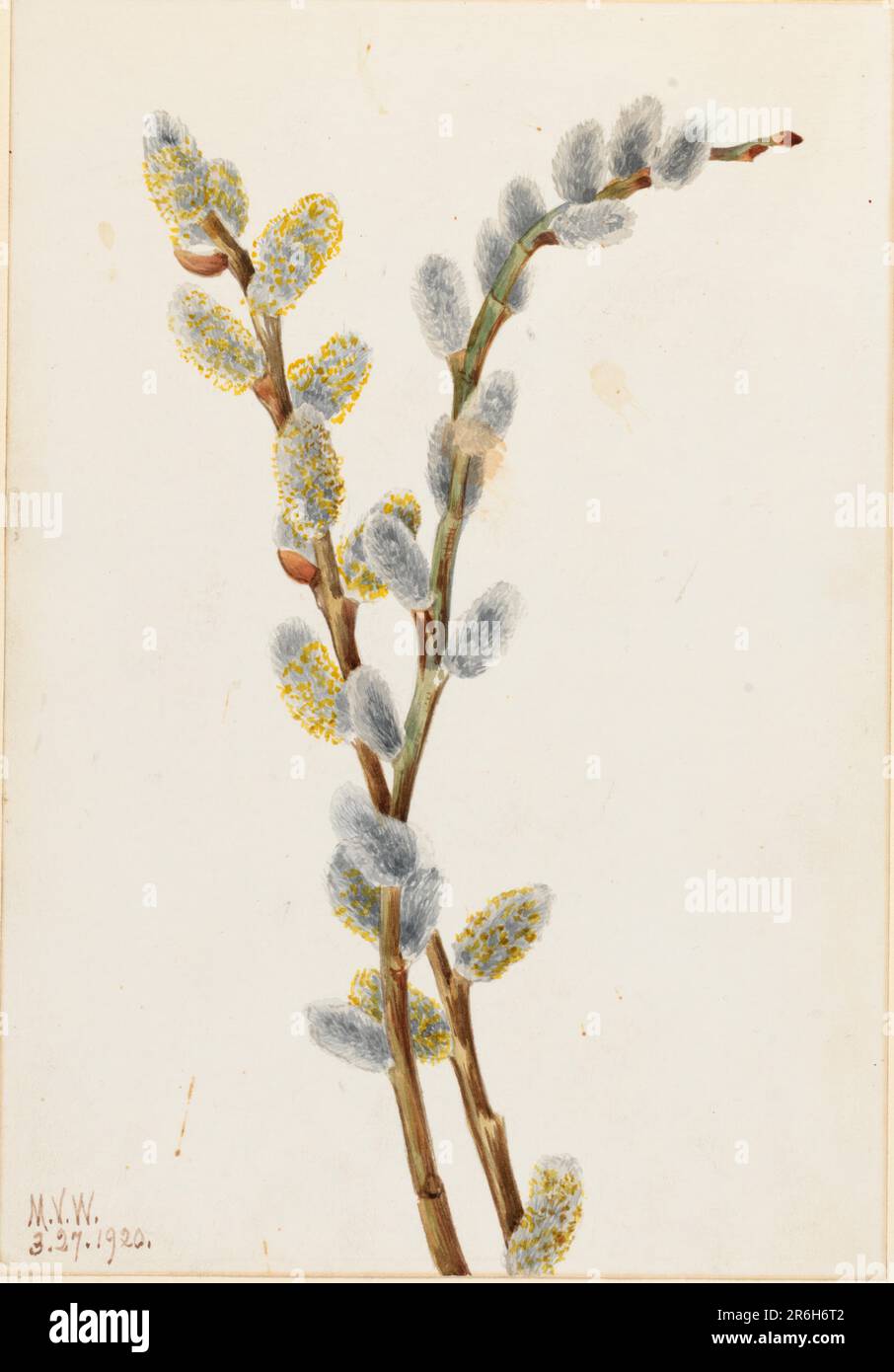 Pussy Willow (Salix discolor). Date: 1920. Watercolor on paper. Museum ...