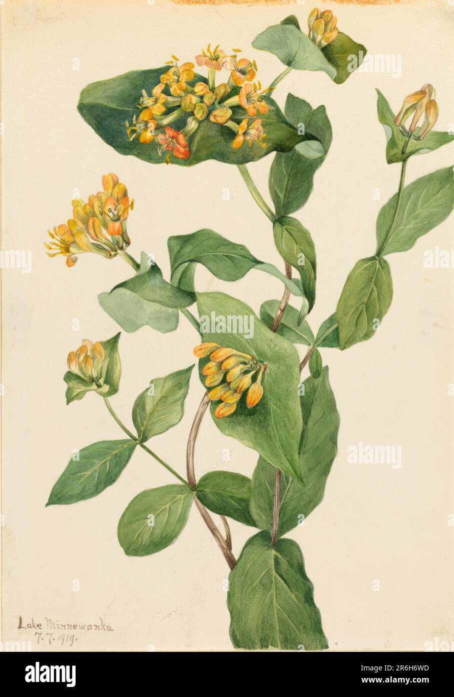 Douglas Honeysuckle (Lonicera glaucescens). Date: 1919. Watercolor on ...