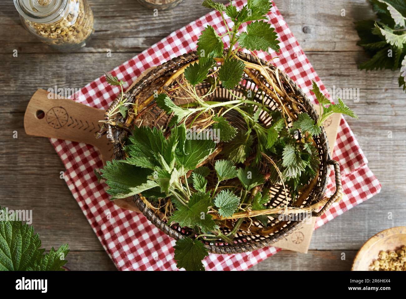 Fresh stinging nettle plant with root collected in spring in a basket ...