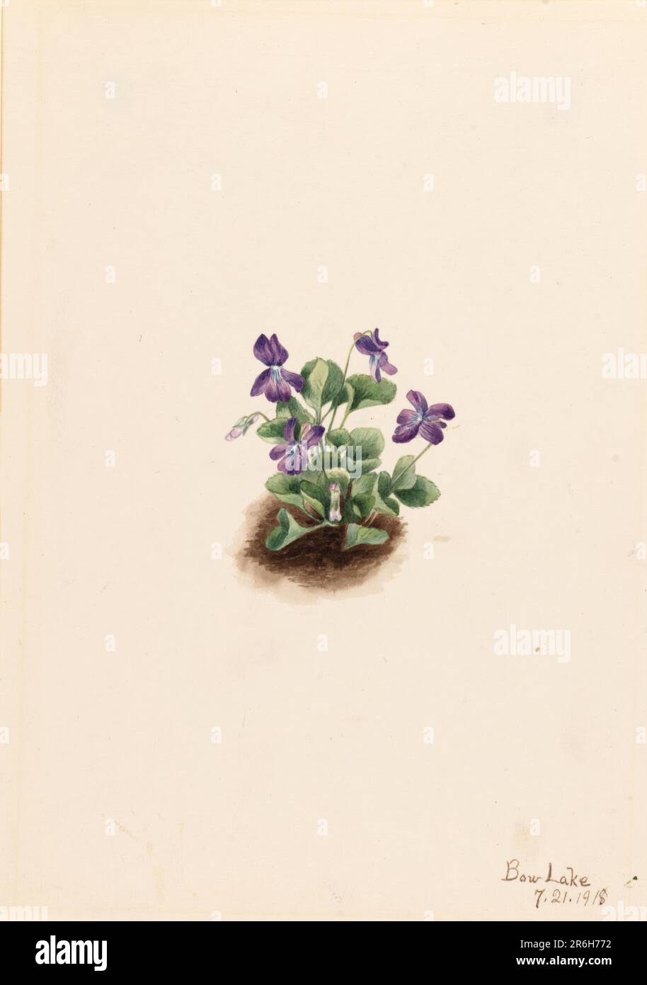 Purple Mountain Violet (Viola adunca). Date: 1918. Watercolor on paper ...
