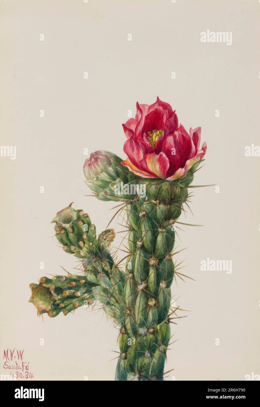 Walkingstick Cholla (Opuntia imbricata). Watercolor on paper. Date ...