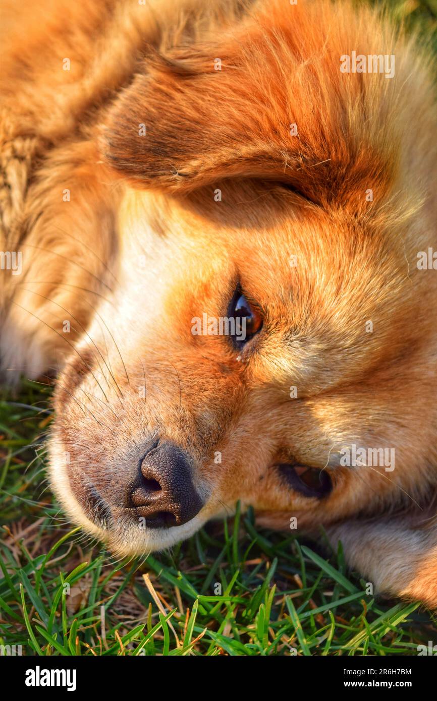 Human and animal activities hi-res stock photography and images - Alamy