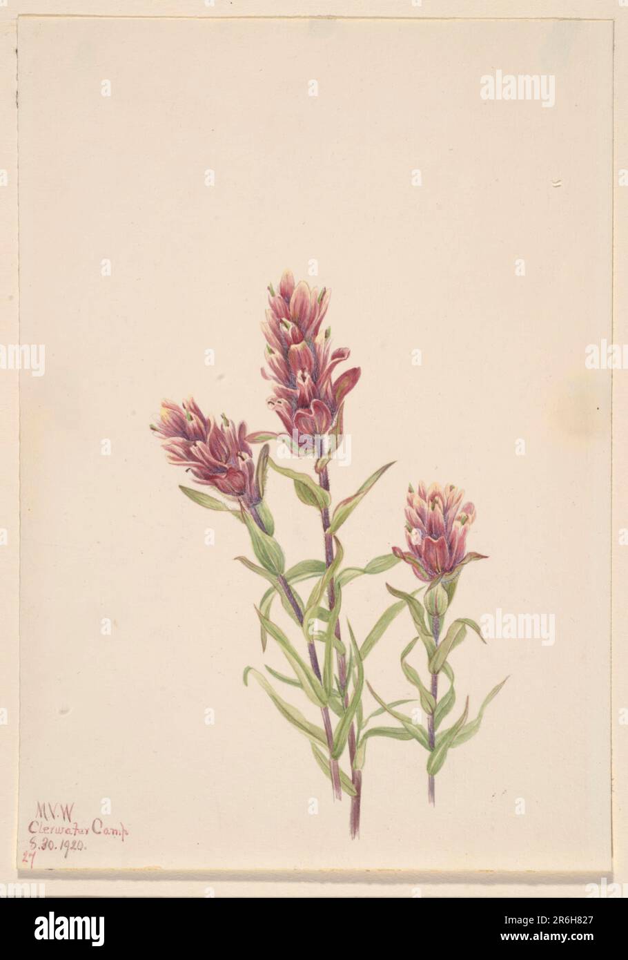 Rose Paintbrush (Castilleja pallida). Date: 1920. Watercolor on paper ...