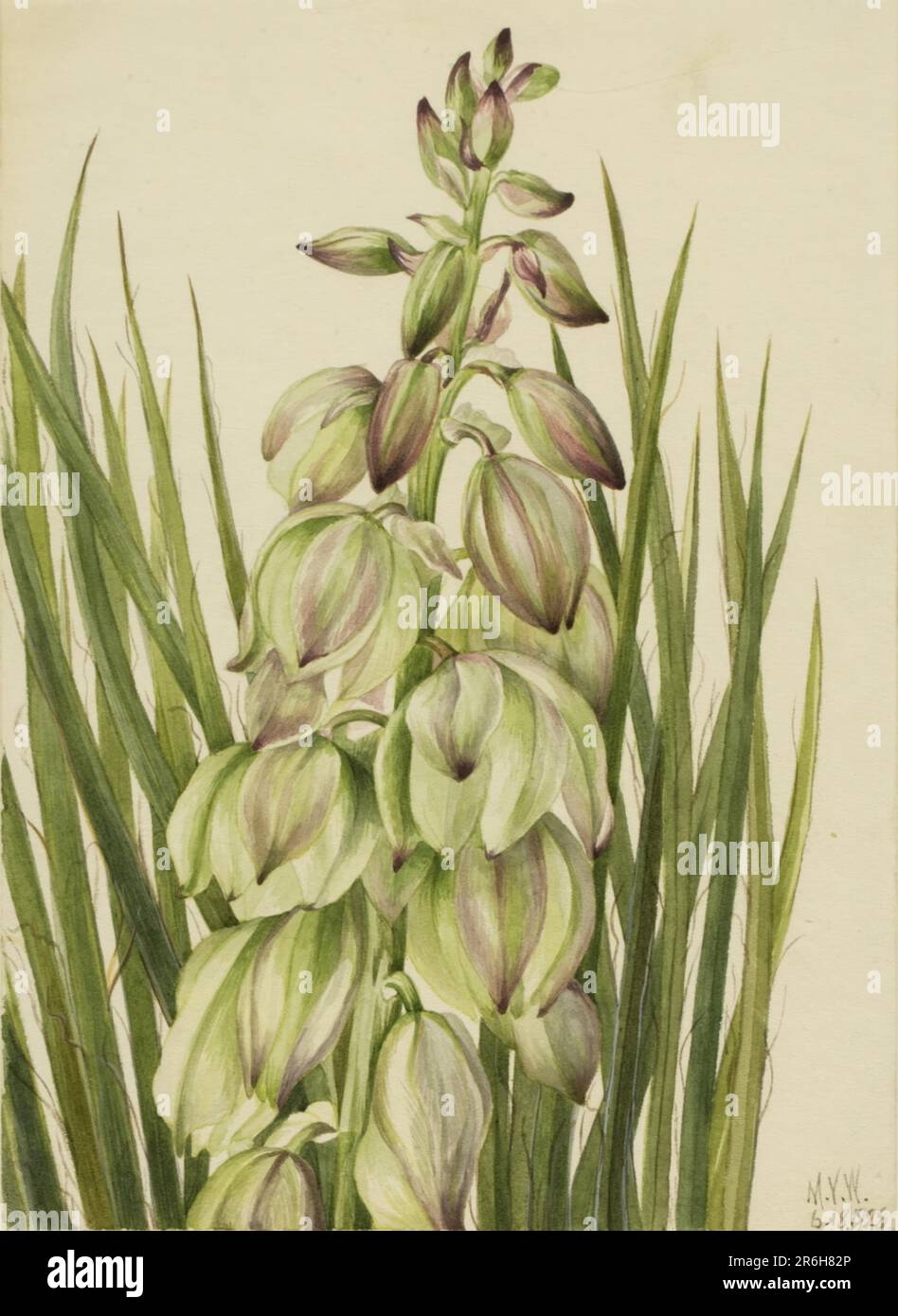 Yucca (Yucca baileyi). Date: 1928. Watercolor on paper. Museum ...