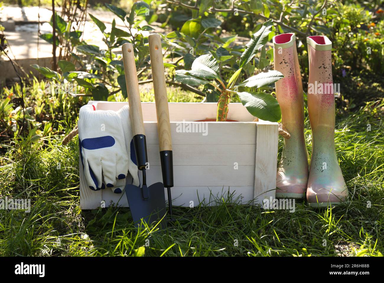 White wooden crate with plant, gloves, gardening tools and rubber boots ...