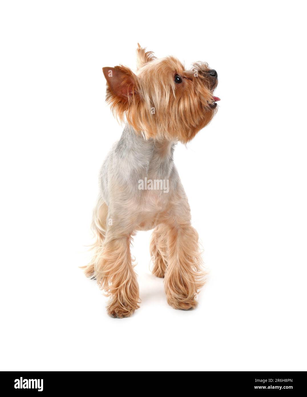 Adorable yorkshire terrier on hi-res stock photography and images - Alamy