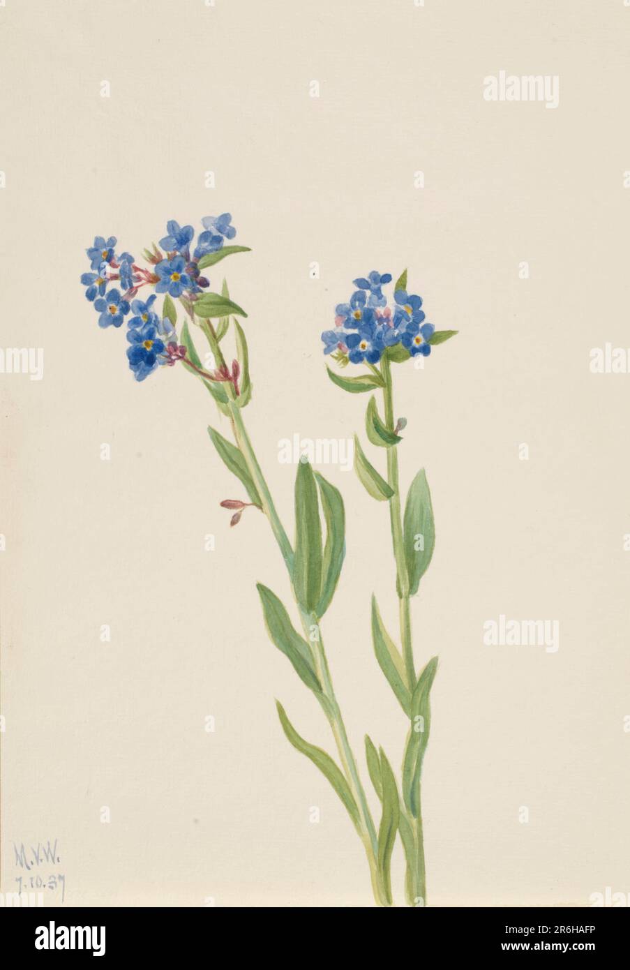Alpine Forget-me-not (Myosotis alpestris). Watercolor on paper. Date ...