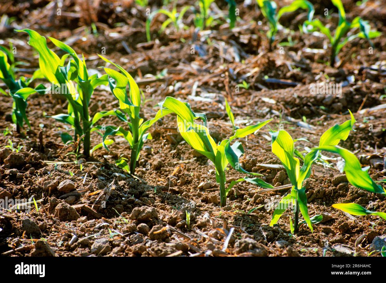 1990s CORN SEEDLINGS GROWING IN RICH SOIL LANCASTER COUNTY PENNSYLVANIA ...