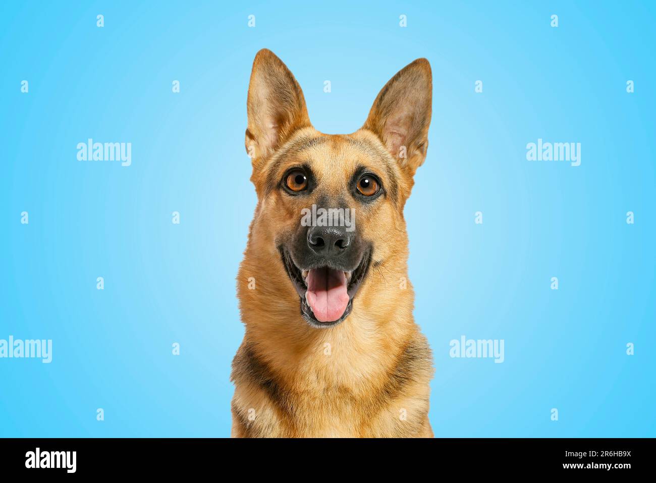 Blue Eyed German Shepherd