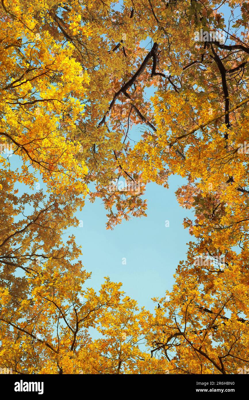 Light blue sky visible through heart shaped gap formed of autumn trees ...