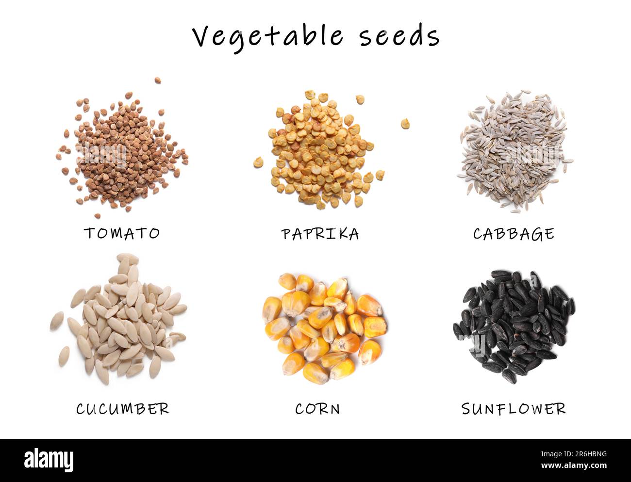 Set of vegetable seeds and its names on white background, top view ...