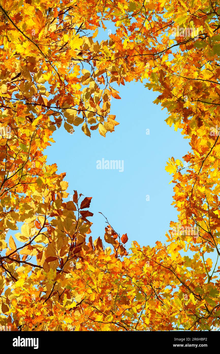Light blue sky visible through heart shaped gap formed of autumn trees ...