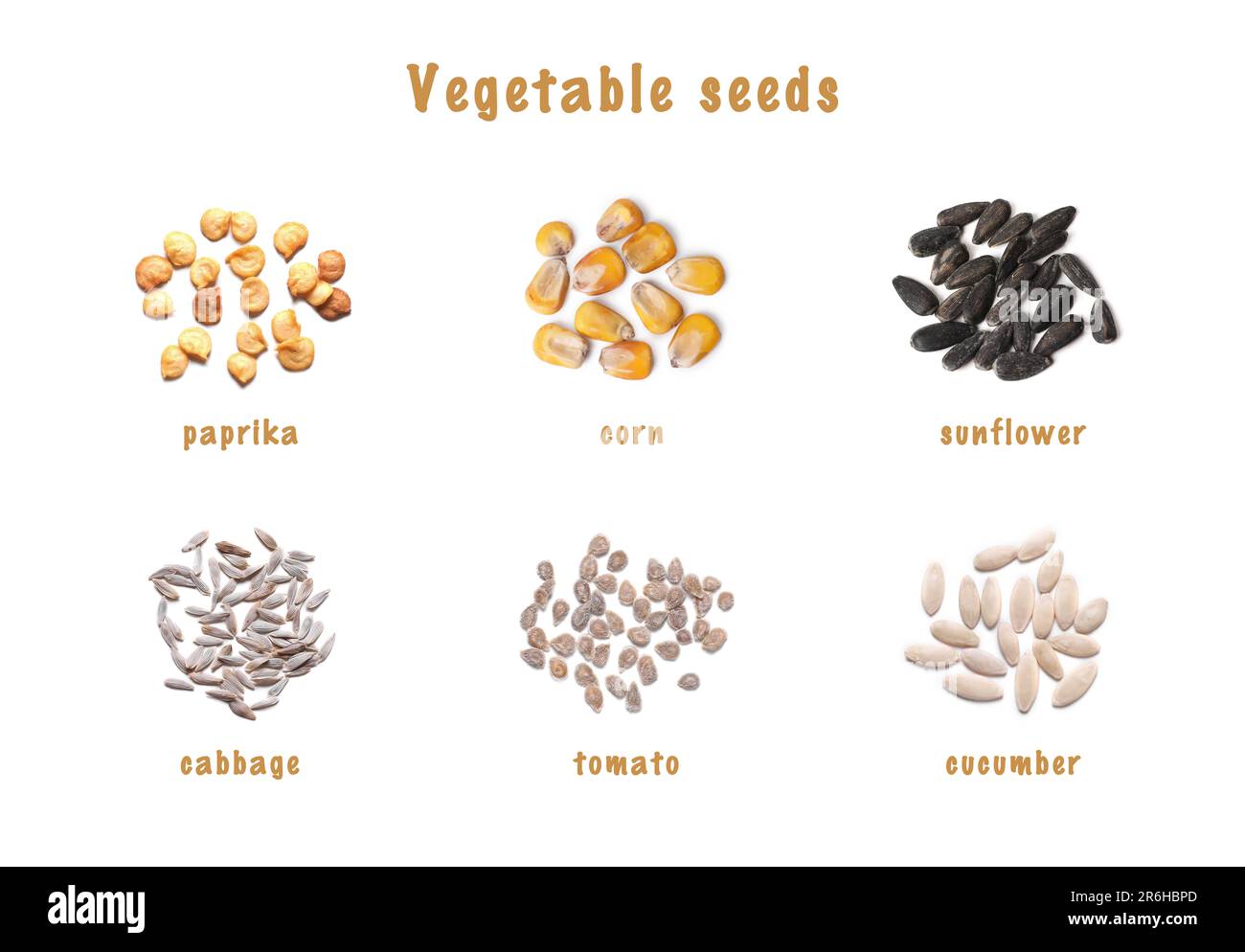 Set of vegetable seeds and its names on white background, top view ...