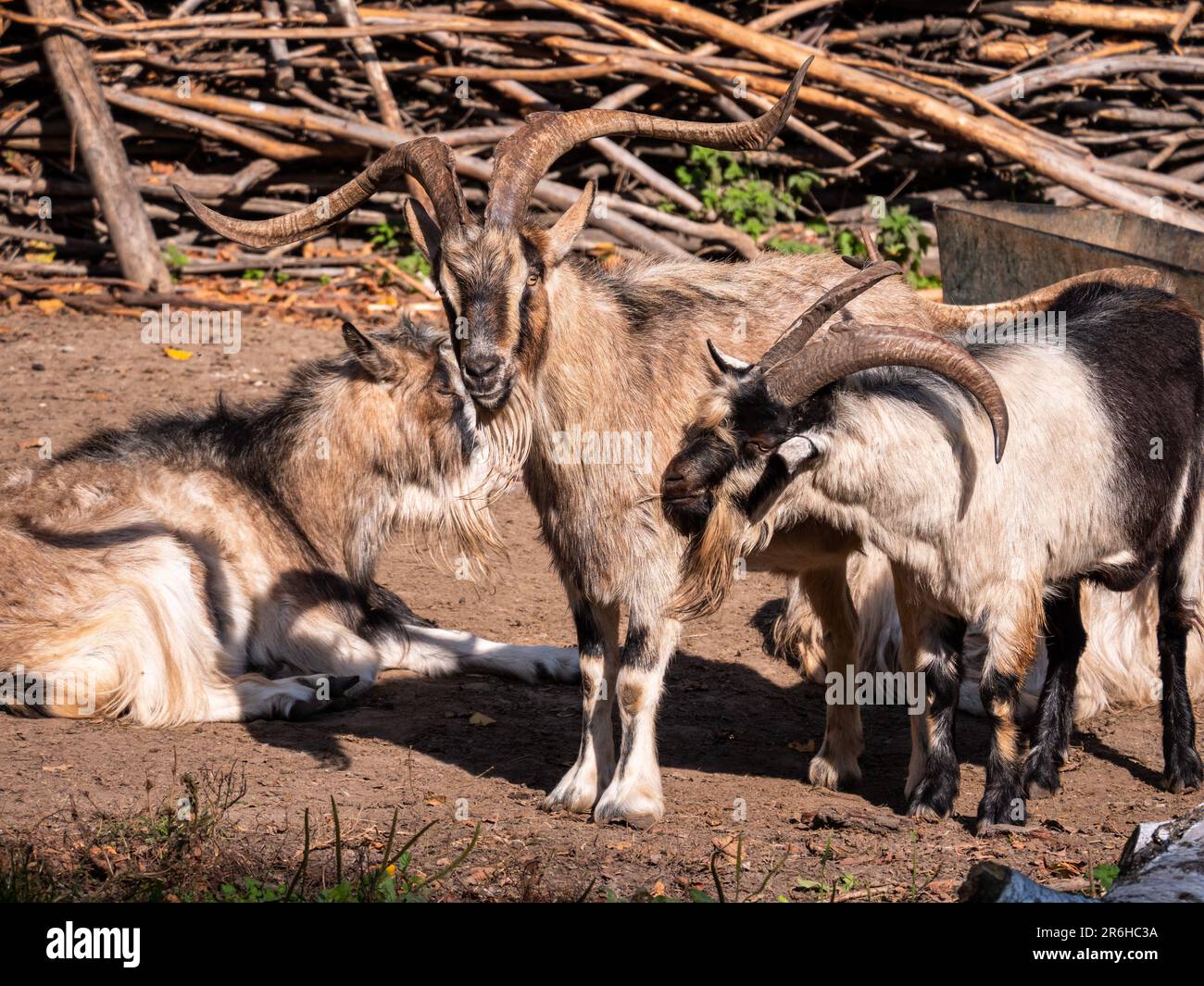 A group of goats huddles together on an arid dirt surface, looking ...