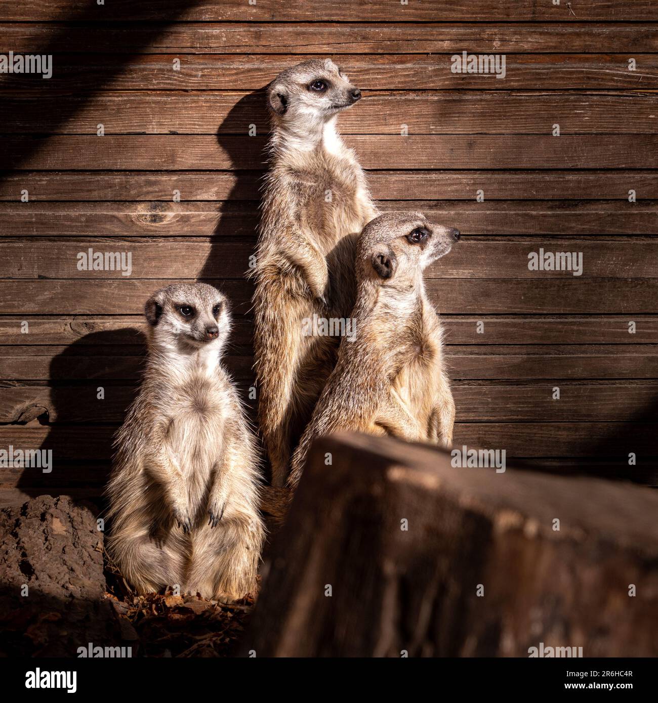 Three meerkats standing side-by-side in a row, looking inquisitively ...
