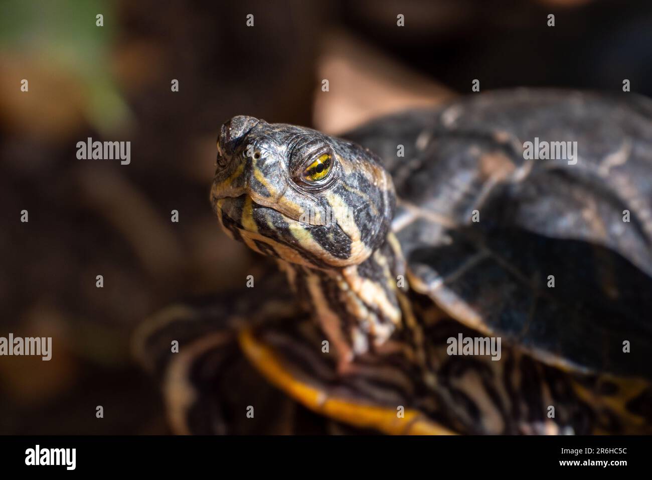 Close-up of a turtle looking into the distance, its face and neck ...