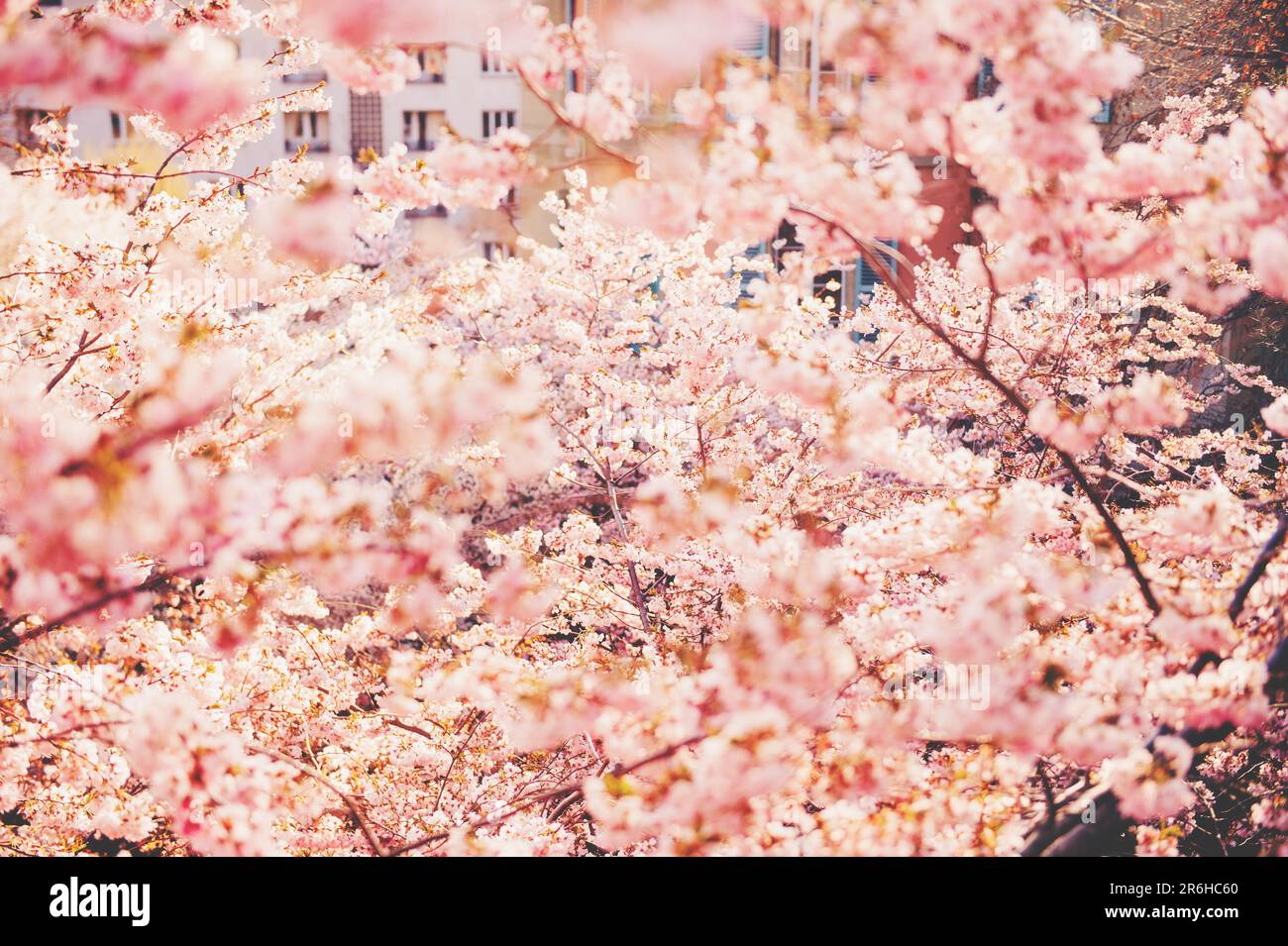 Nature spring background with blooming pink flowers, top view Stock ...
