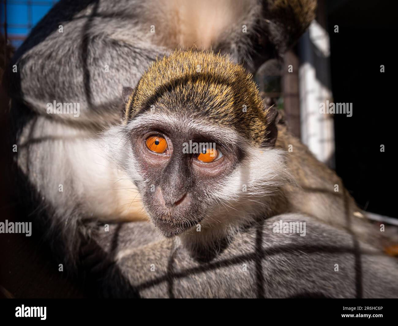 A curious monkey peers out from the bars of its enclosure on a bright ...