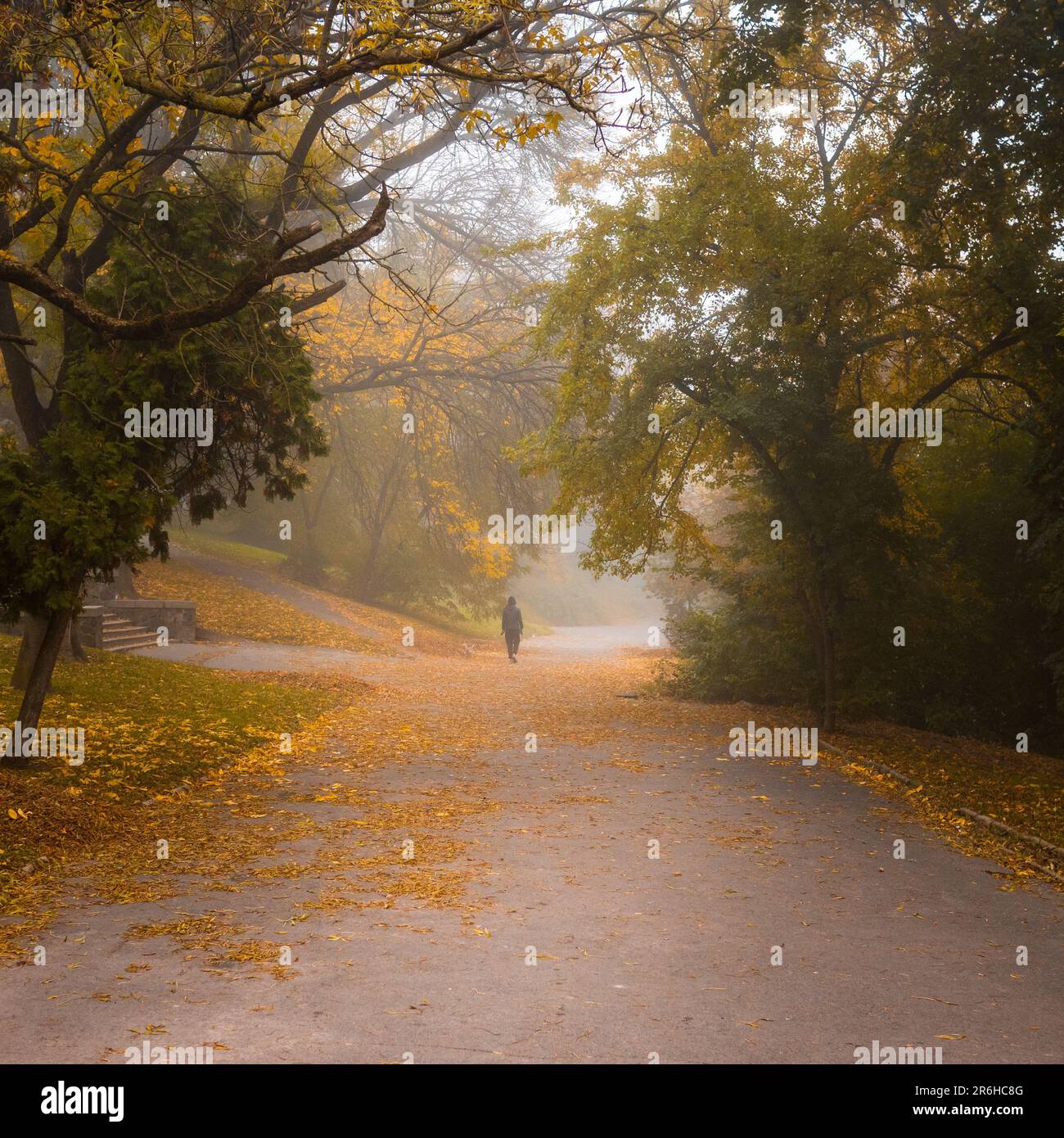 A person walking down a road lined with trees, shrouded in a foggy mist ...
