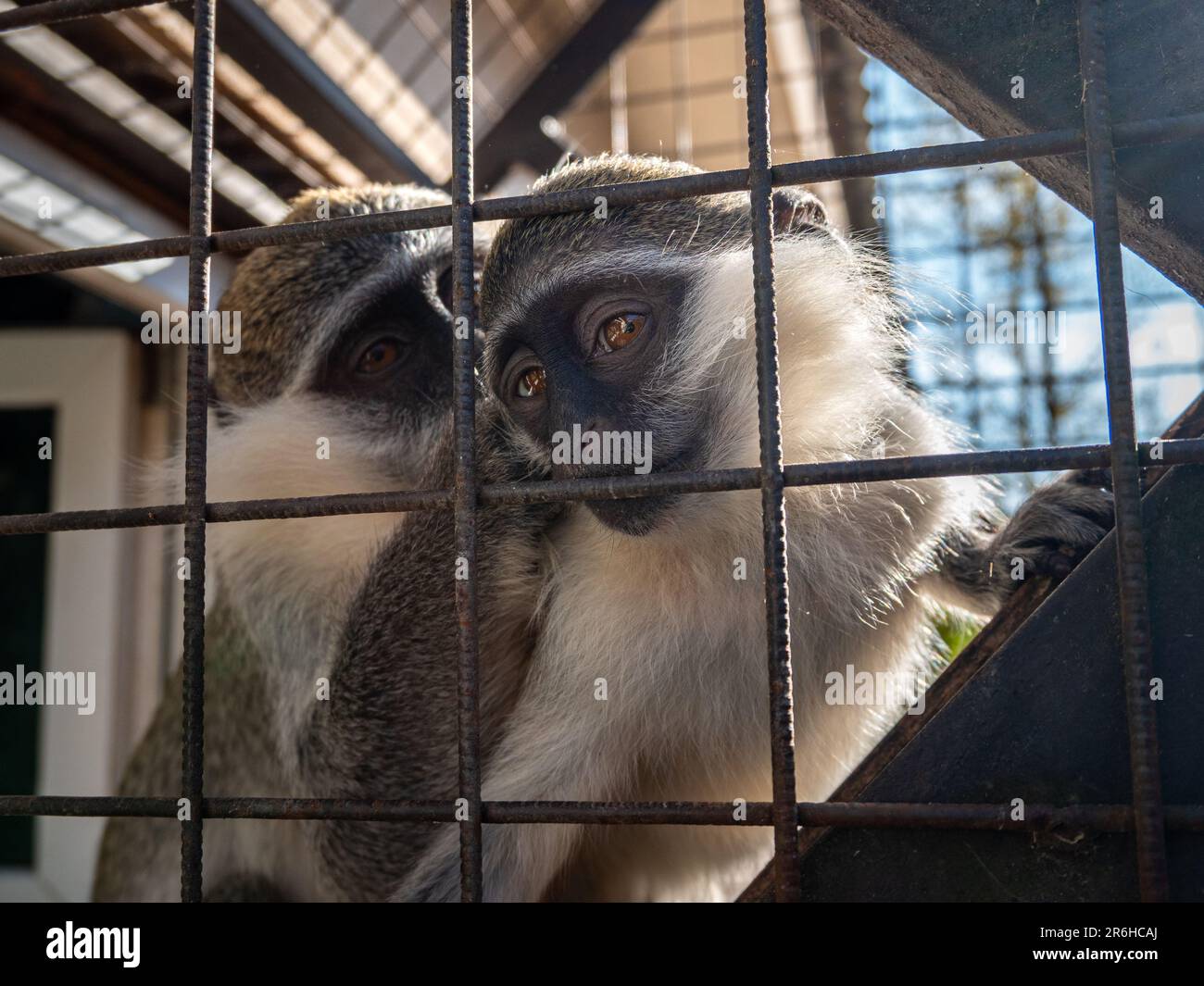 Two primates in a cage hi-res stock photography and images - Alamy