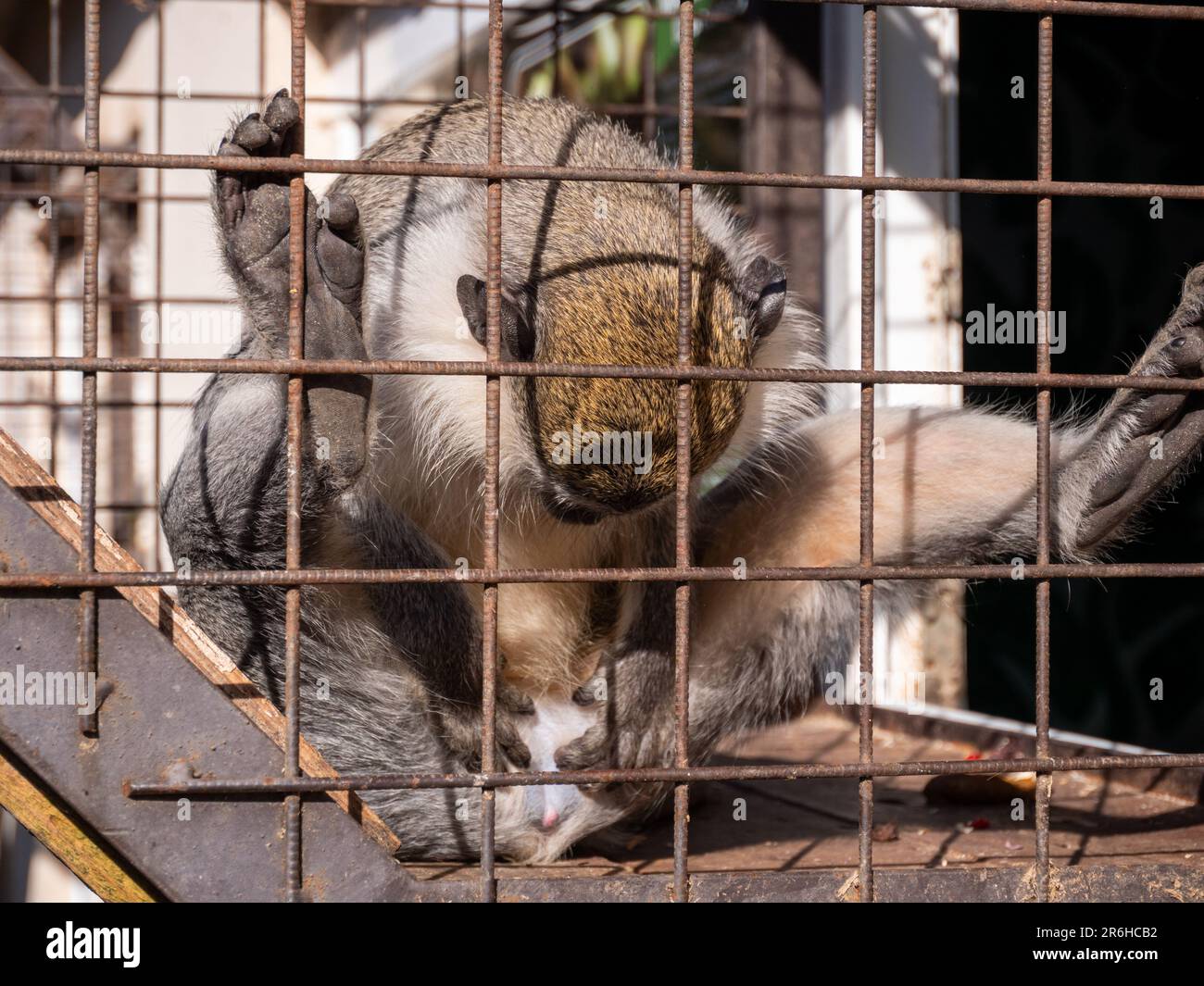 A close-up image of a solitary monkey in a metal cage situated behind a ...