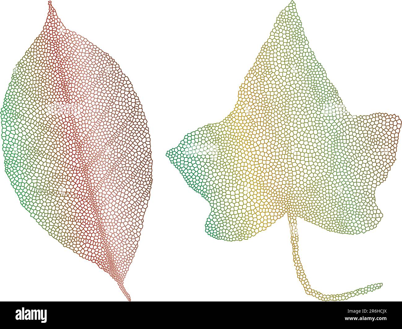 two colorful leaves with delicate texture, vector background Stock ...