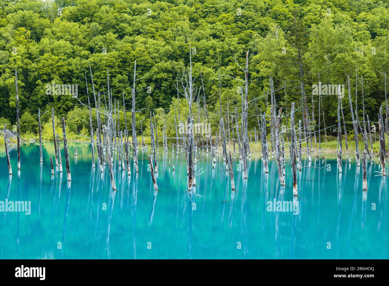 Scenery of Biei Blue Pond in Hokkaido, Japan Stock Photo - Alamy