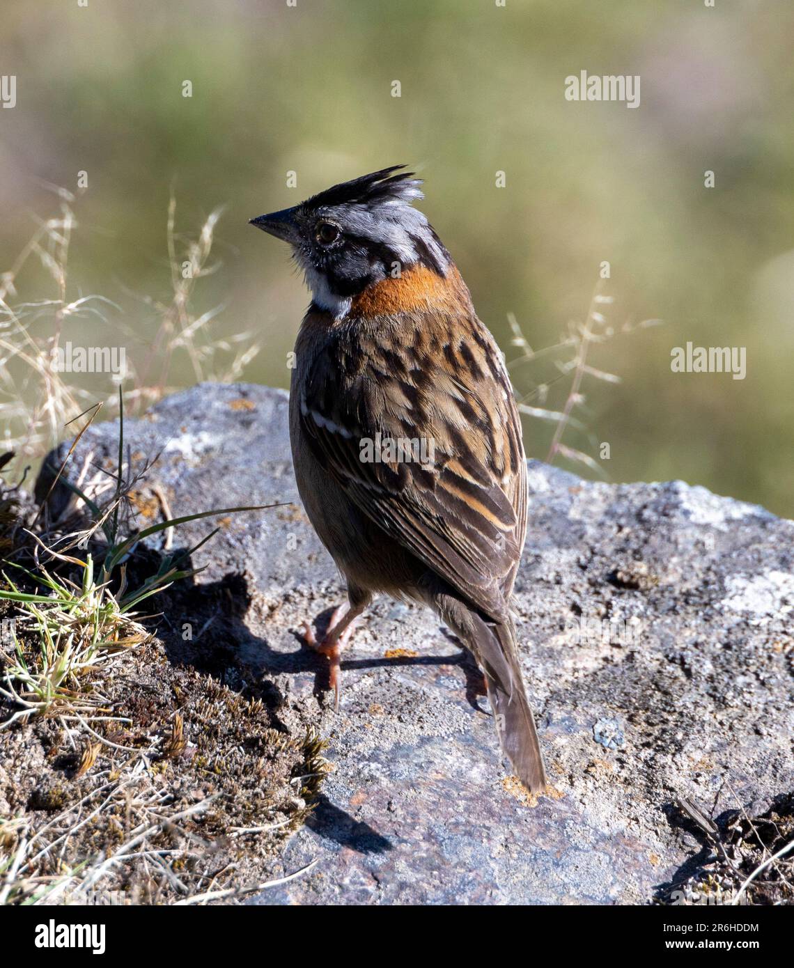 Rufous-collared Sparrow (Zonotrichia capensis), Machu Picchu, Peru ...