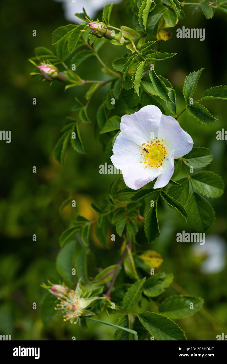 Native British wildflower dog rose Rosa Canina blossom in dappled ...