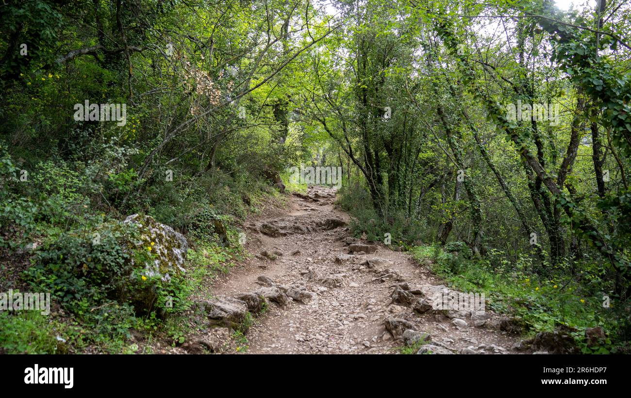 forest hiking trail. Forest and walking path among green trees in ...