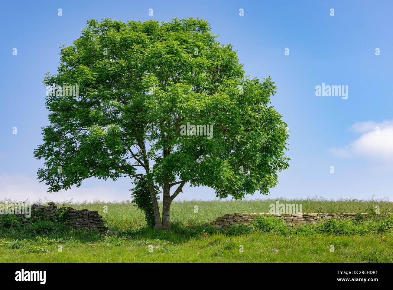 Countryside landscape scene with a large tree growing in a gap left in ...