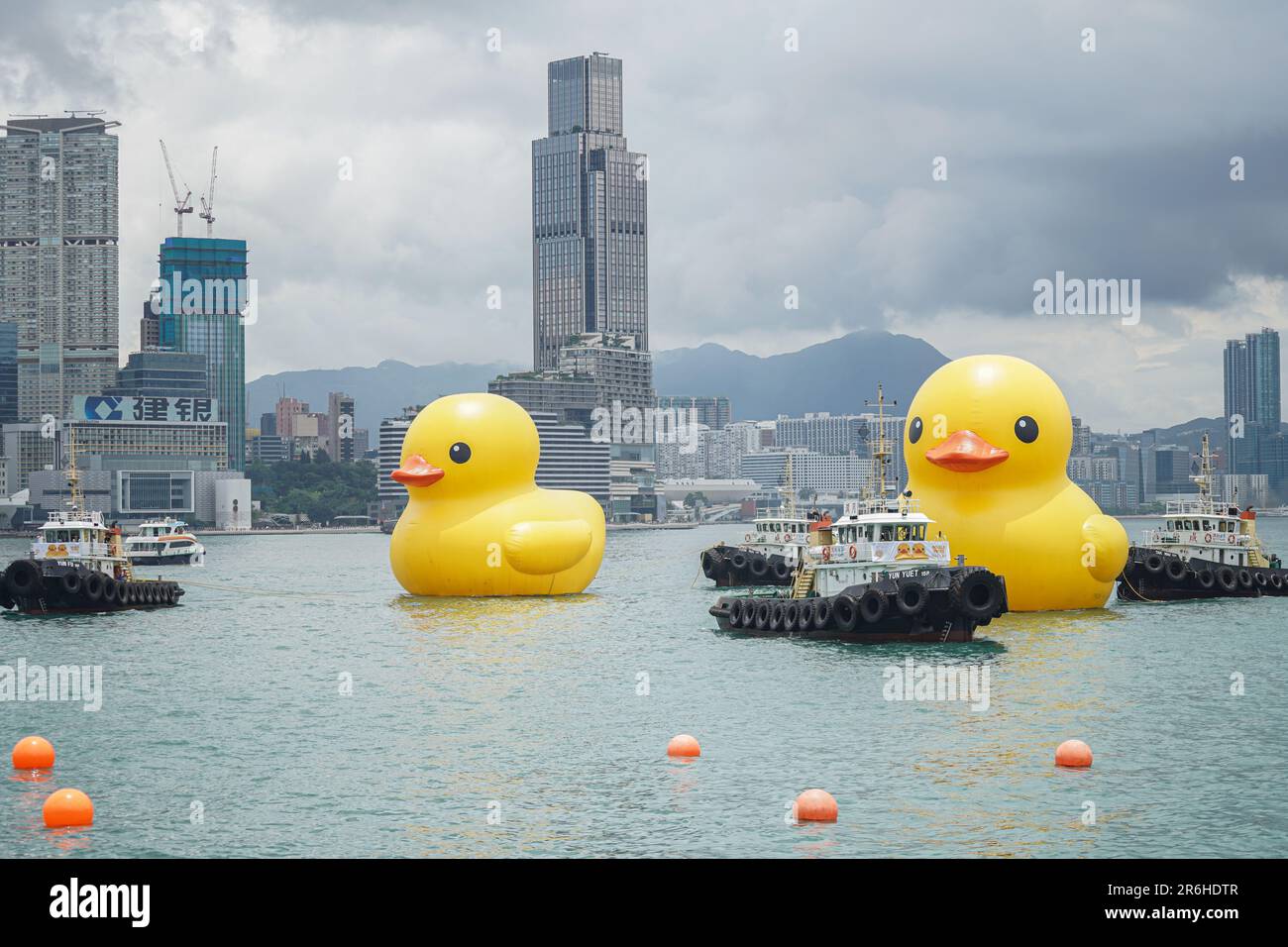 Hong Kong, Hong Kong. 09th June, 2023. Two enormous inflatable ducks ...