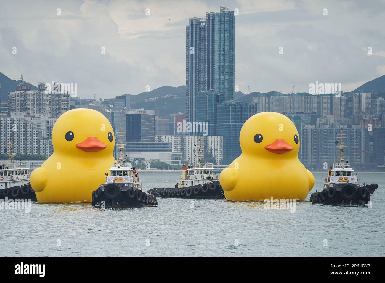 Hong Kong, Hong Kong. 09th June, 2023. Two enormous inflatable ducks ...