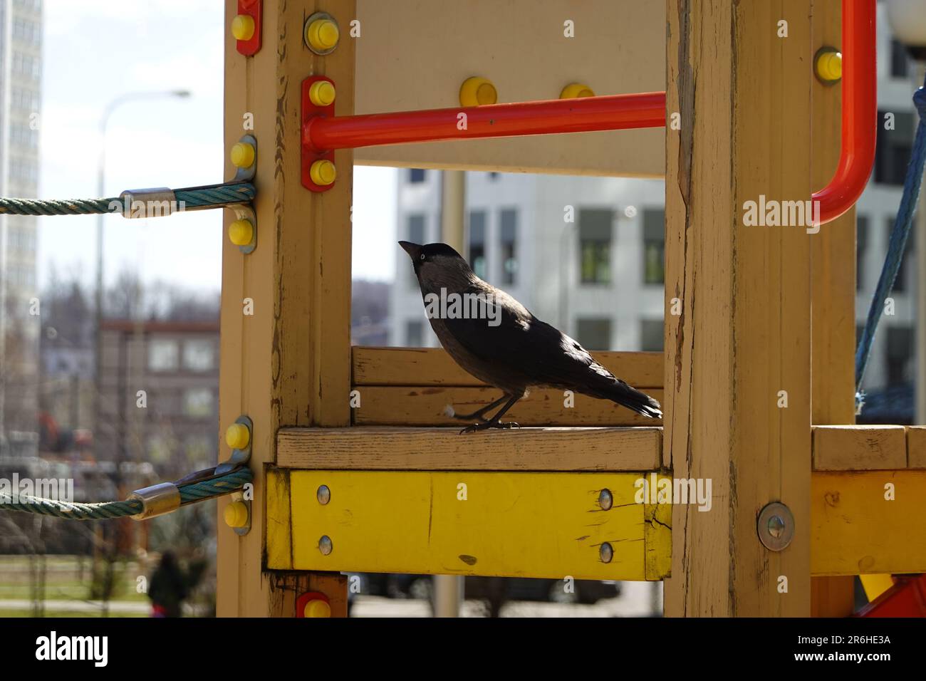 A crow perched on the railing of a wooden playground structure, looking ...