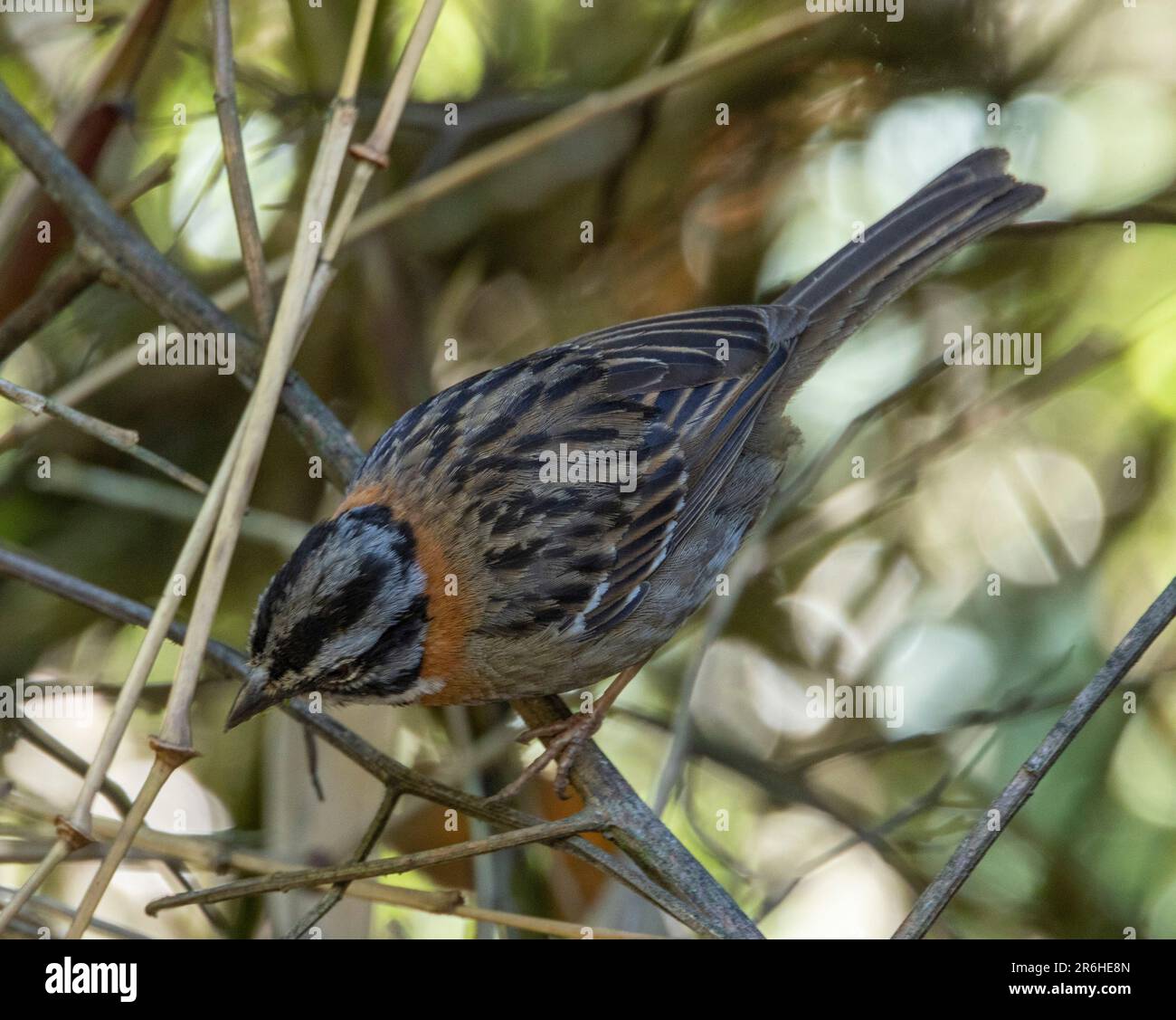 Rufous-collared Sparrow (Zonotrichia capensis), Machu Picchu, Peru ...