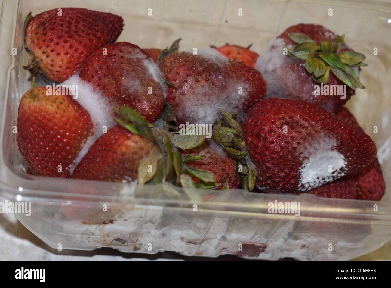 A package of Strawberries, Fragaria, that has gone bad in the ...