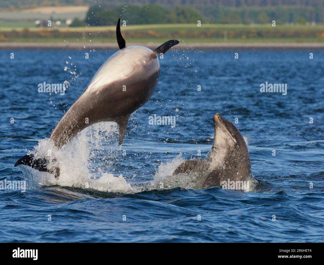 Bottlenose dolphins (Tursiops truncatus) breaching, jumping, leaping in the Moray Firth ...
