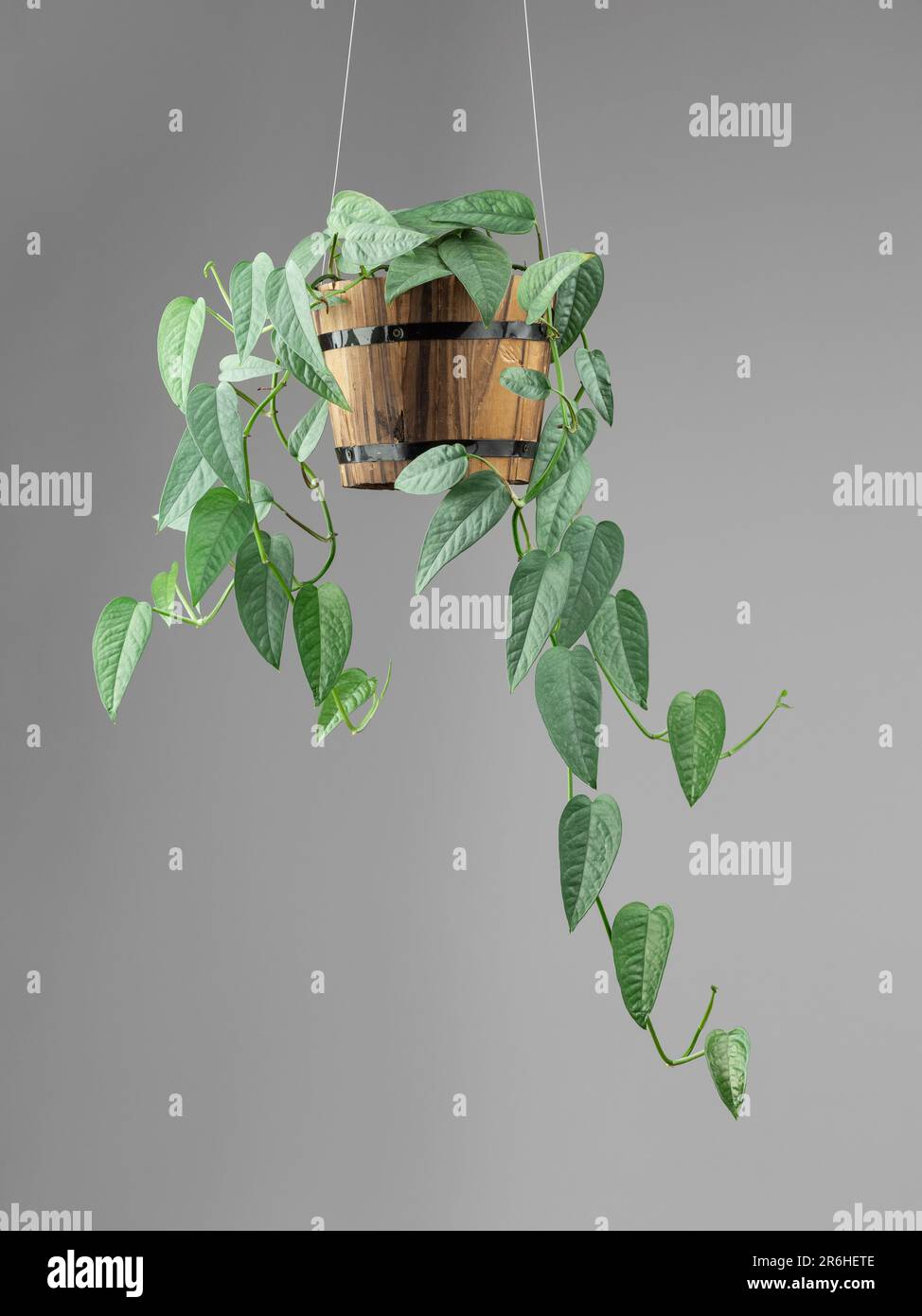 Epipremnum Pinnatum Cebu Blue, Tropical Hanging Houseplant with Silver ...