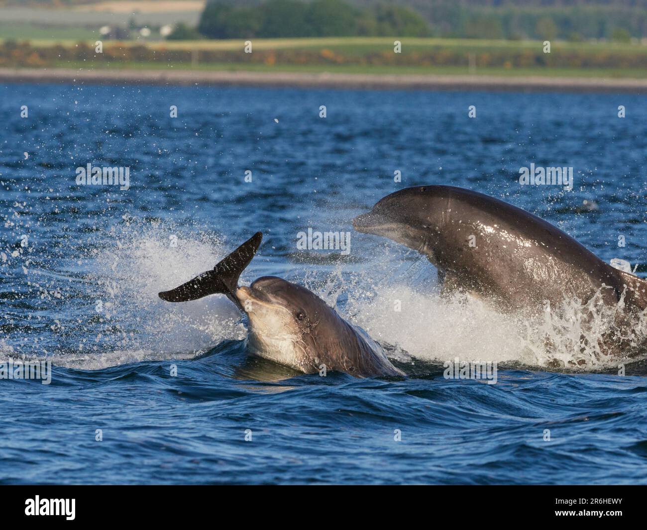 Bottlenose dolphins (Tursiops truncatus) breaching, jumping, leaping in ...