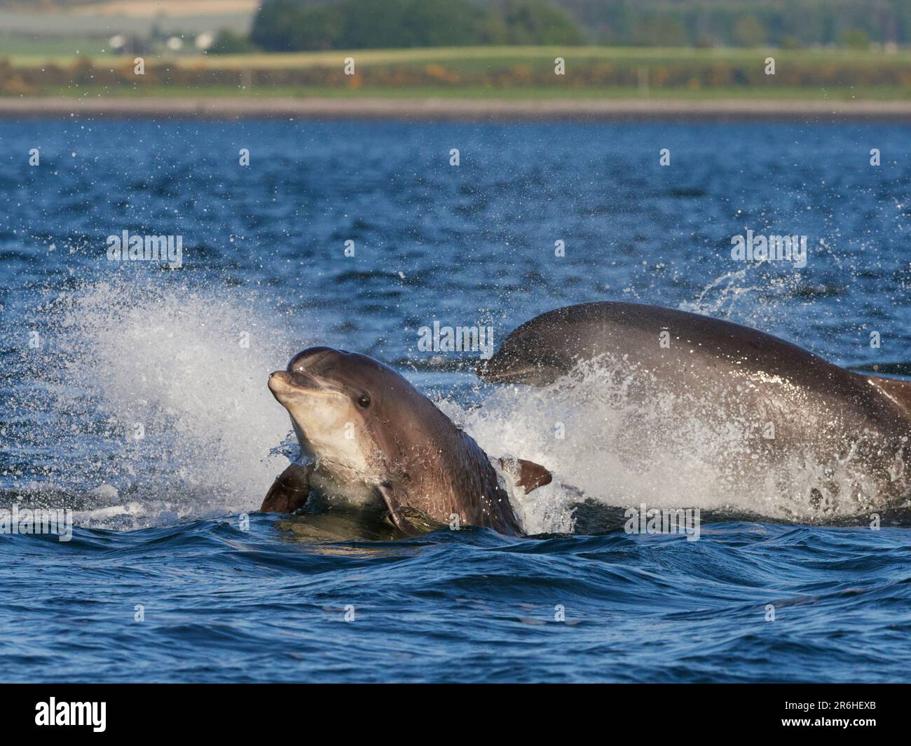 Bottlenose dolphins (Tursiops truncatus) breaching, jumping, leaping in ...