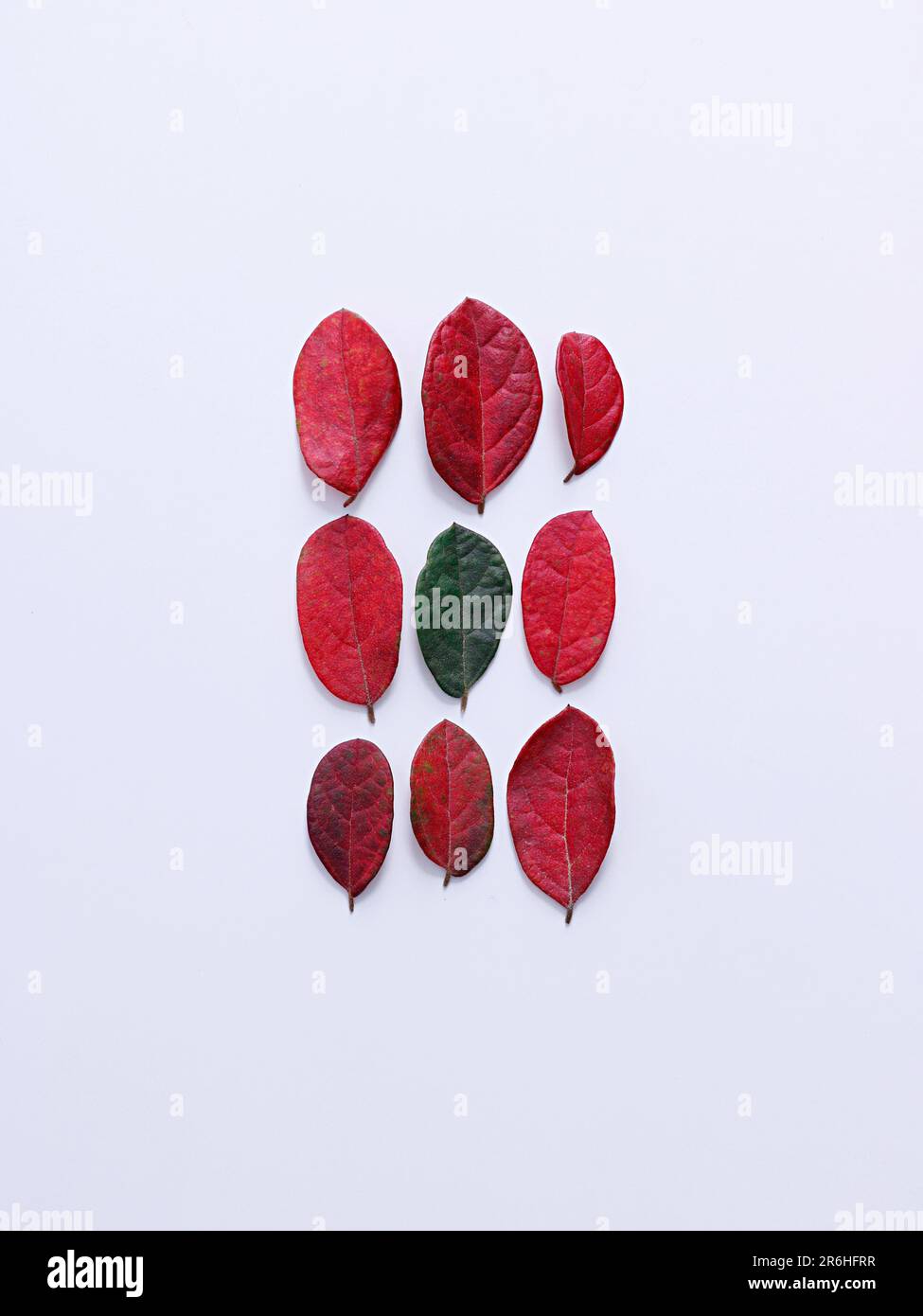 An aesthetically-pleasing arrangement of red and green leaves set ...