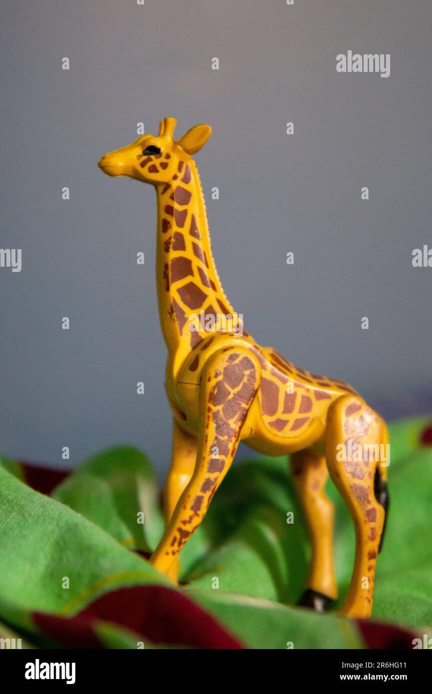 Giraffeportraits hi-res stock photography and images - Alamy