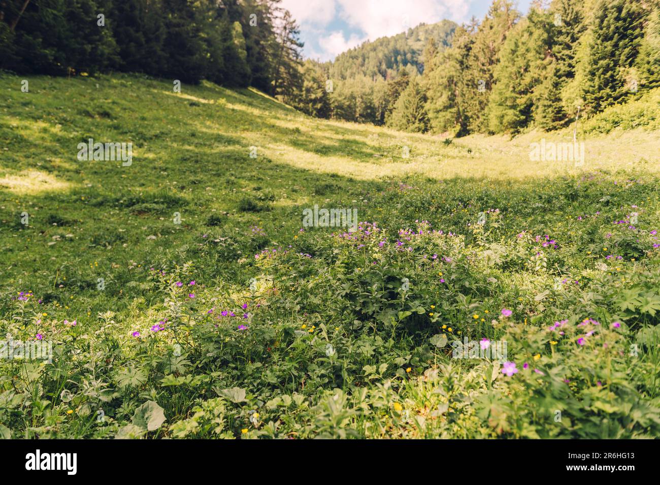 Nature background with beautiful summer alpine valley Stock Photo - Alamy