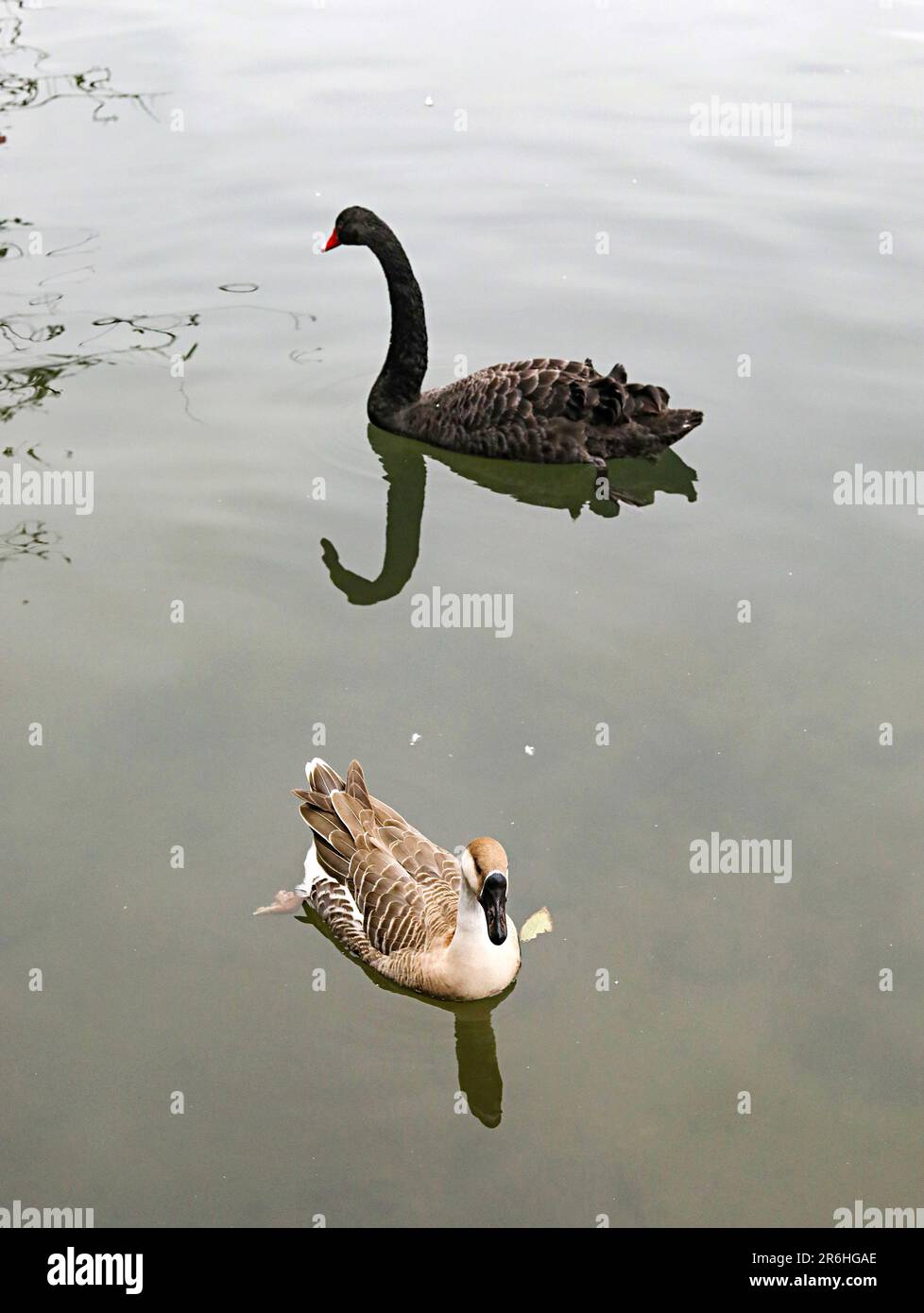 Waterfowl featuring hi-res stock photography and images - Alamy