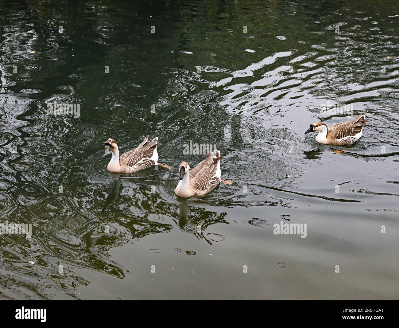 A group of geese are swimming in a body of water, while a single duck ...