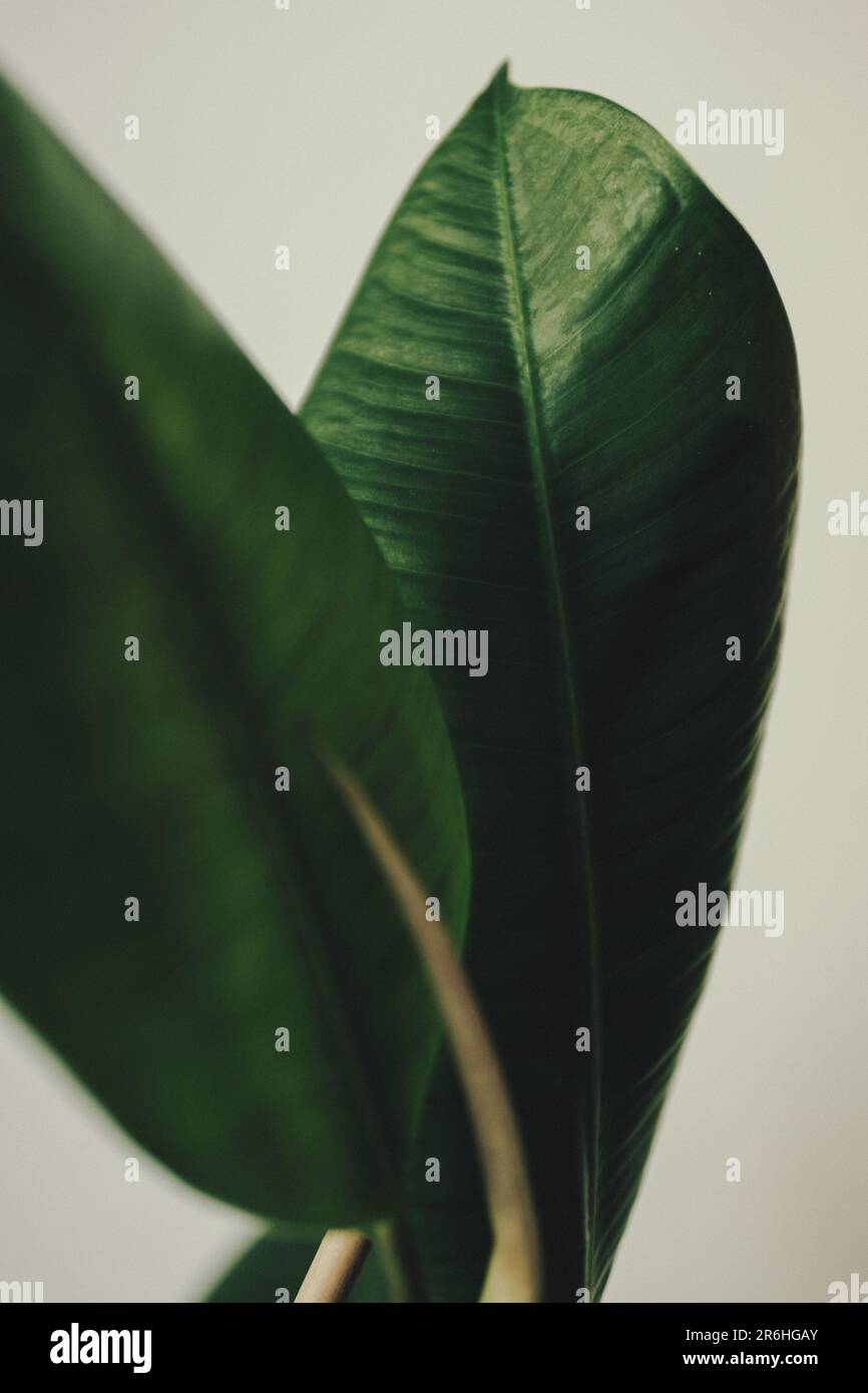 A vibrant green Leaf from Rubber Plant (Ficus Robusta) stands out ...