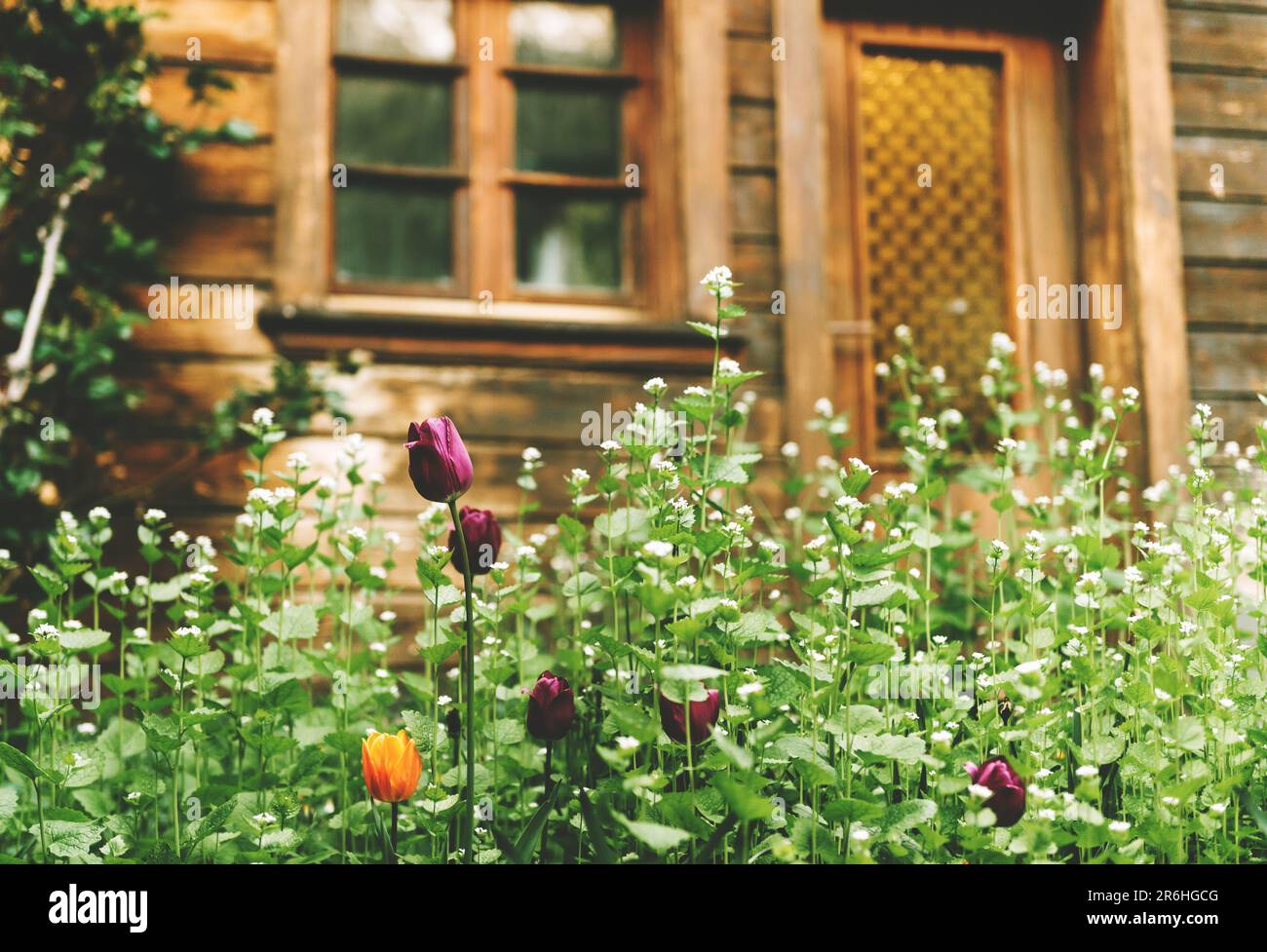 Small abondened garden in front of wooden house with tulips and grass ...