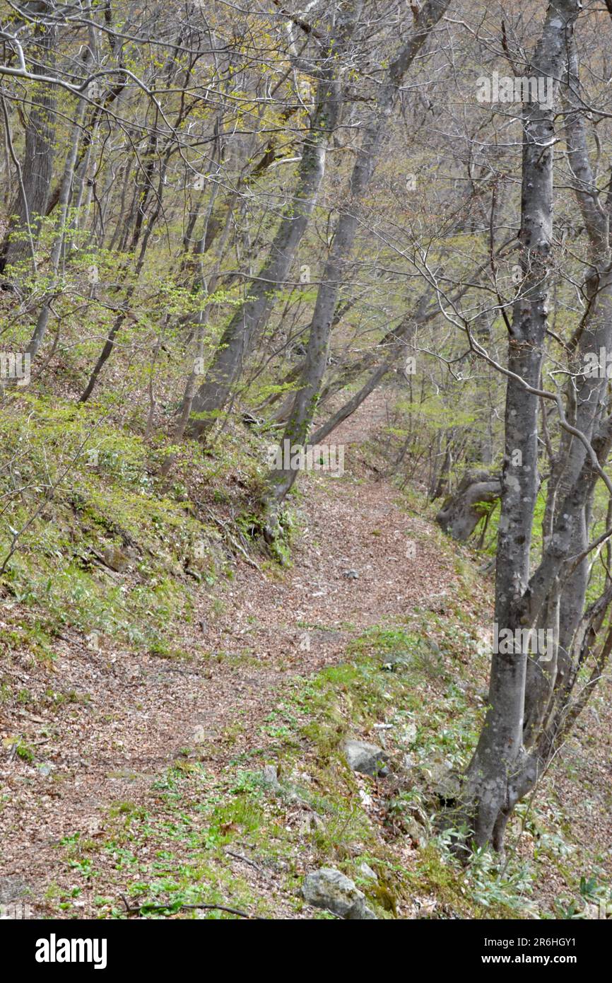 Pretty country path through the forest in early spring in Sakunami near ...