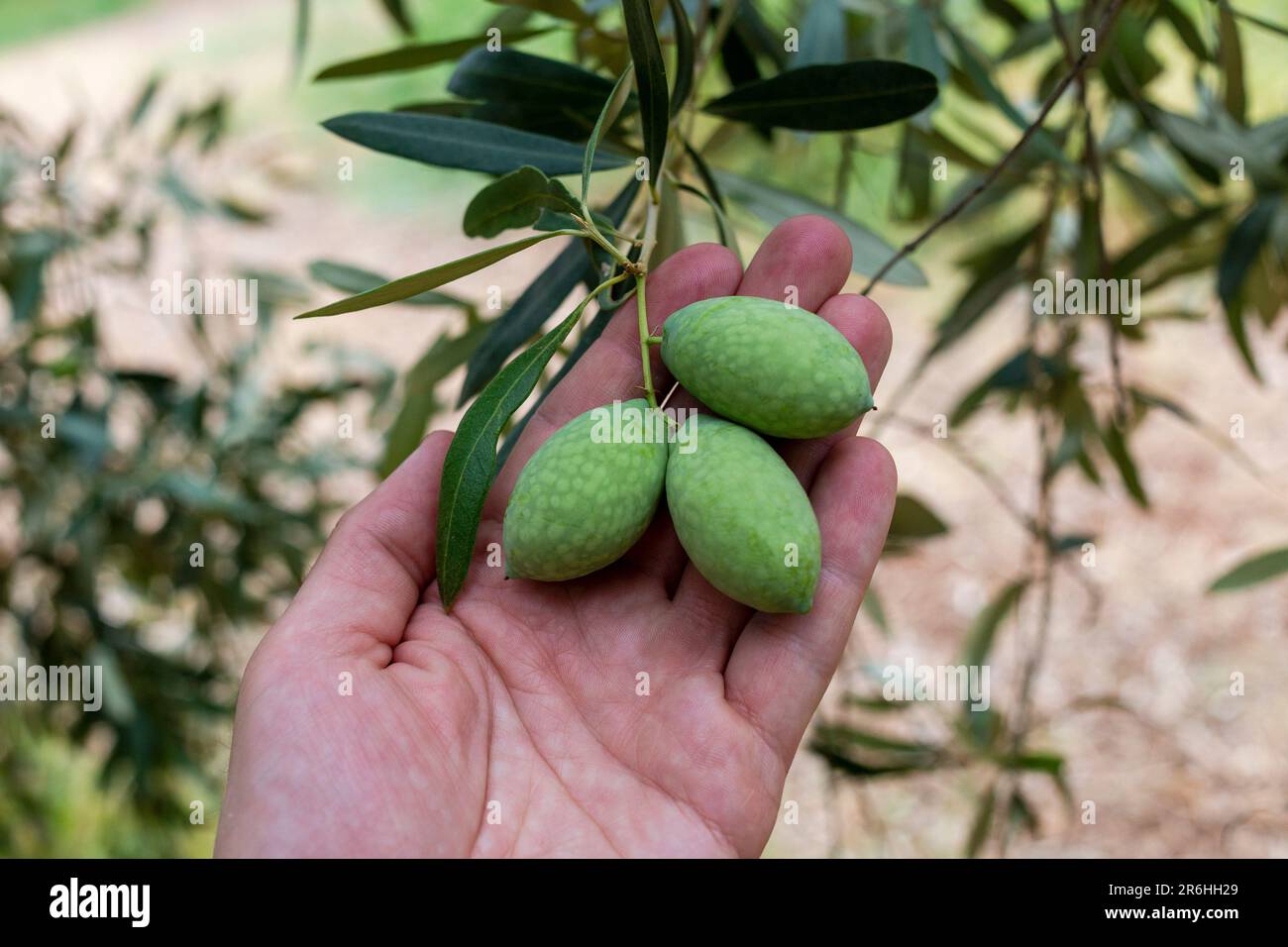 Hand holding olive branch hi-res stock photography and images - Alamy